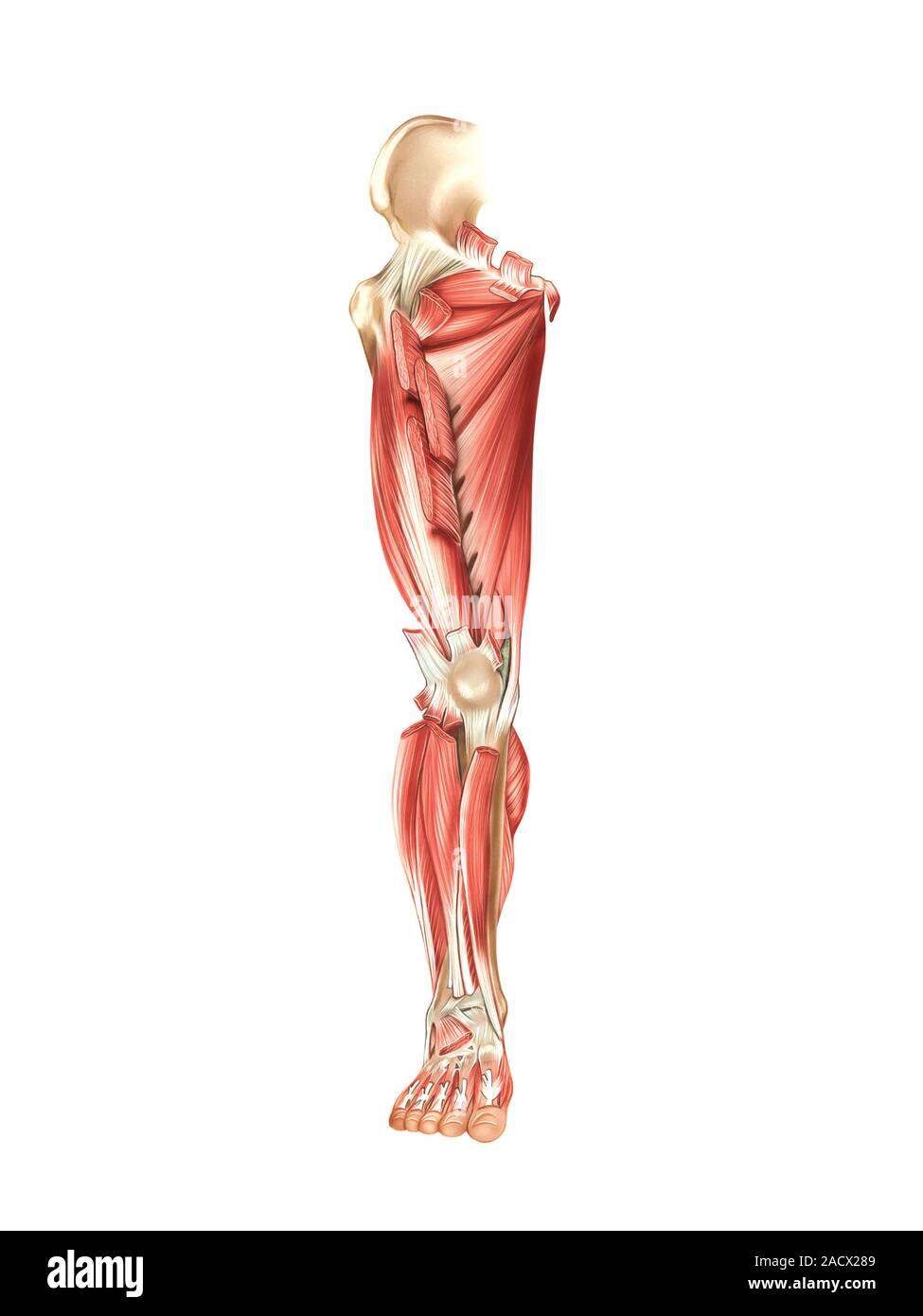 Illustration of the muscles of the leg. This is an anterior deep view ...