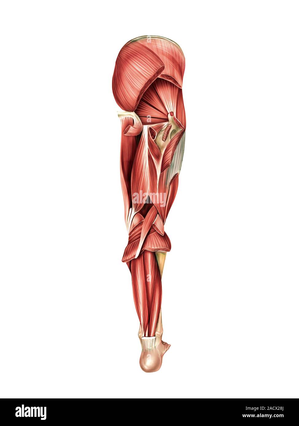 Illustration of the muscles of the leg. This is a posterior deep view ...