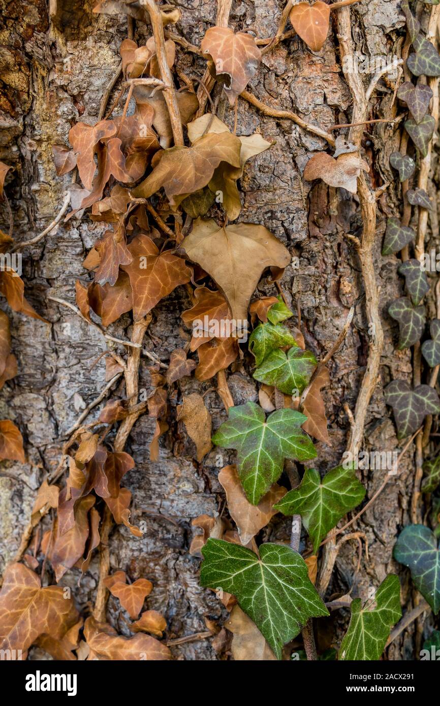 Brown ivy on tree trunk Stock Photo - Alamy