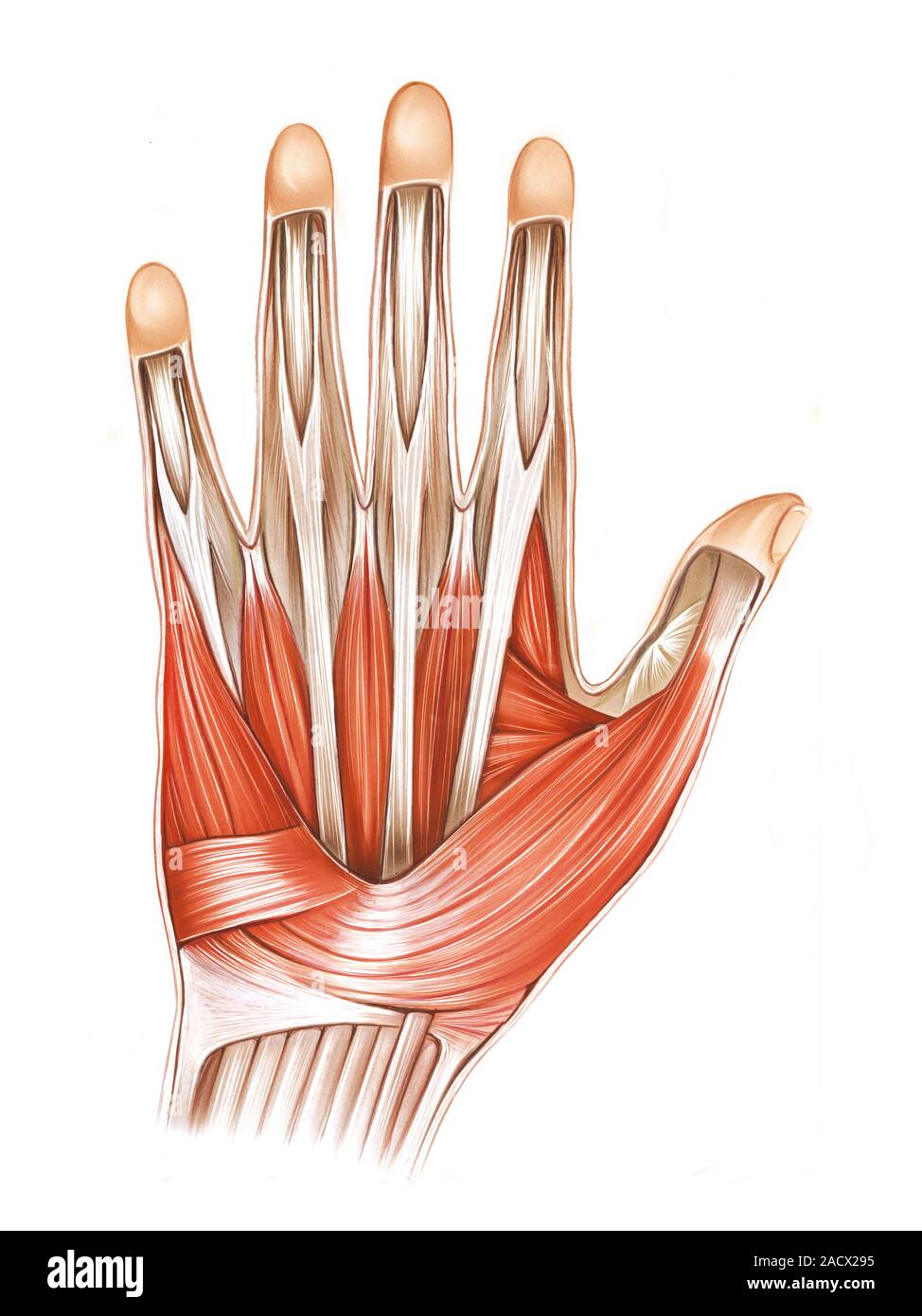 Illustration of the thenar and hypothenar muscles of the hand. This is ...