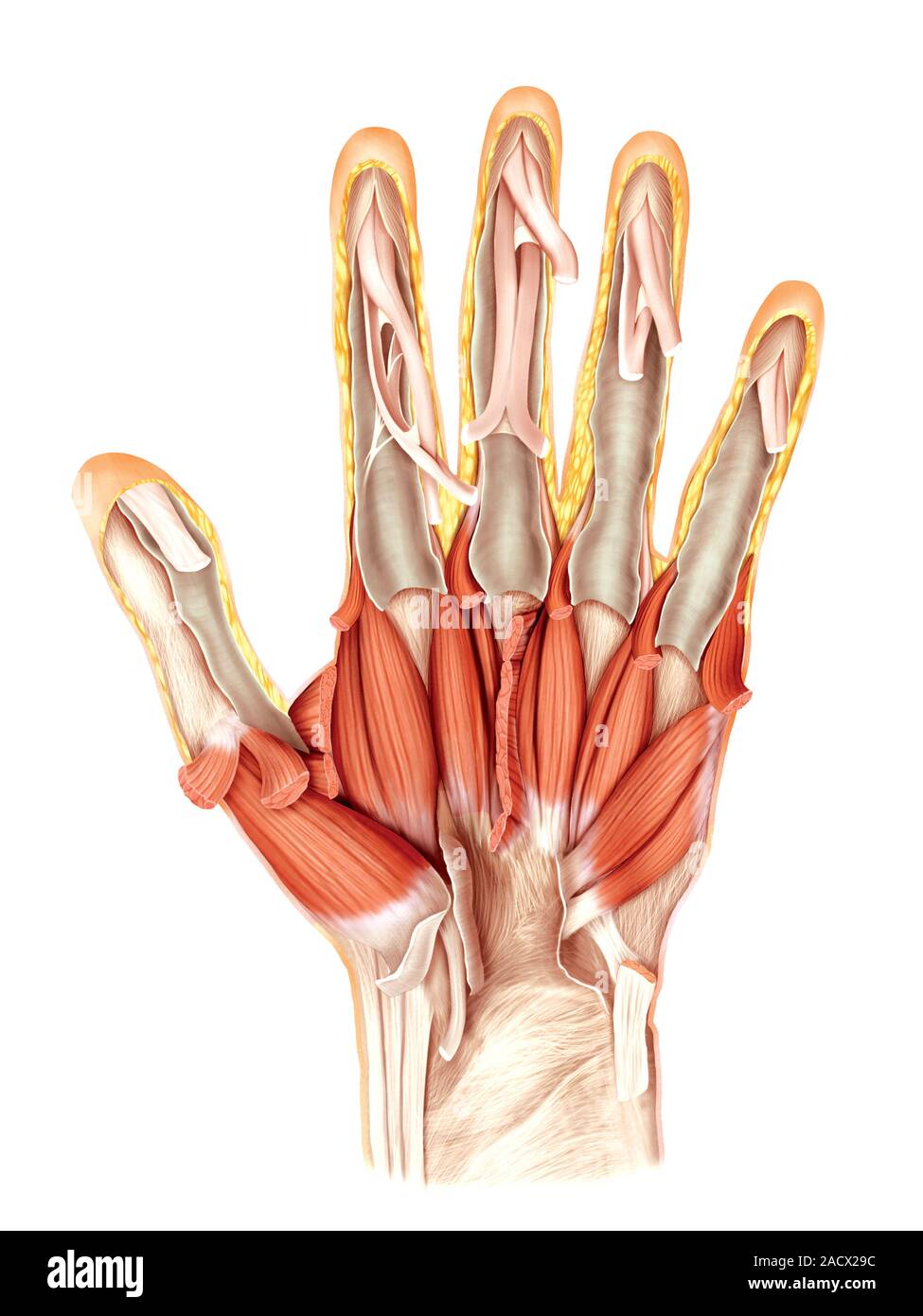 Illustration of the muscles of the hand. This is a palmar deep view of ...
