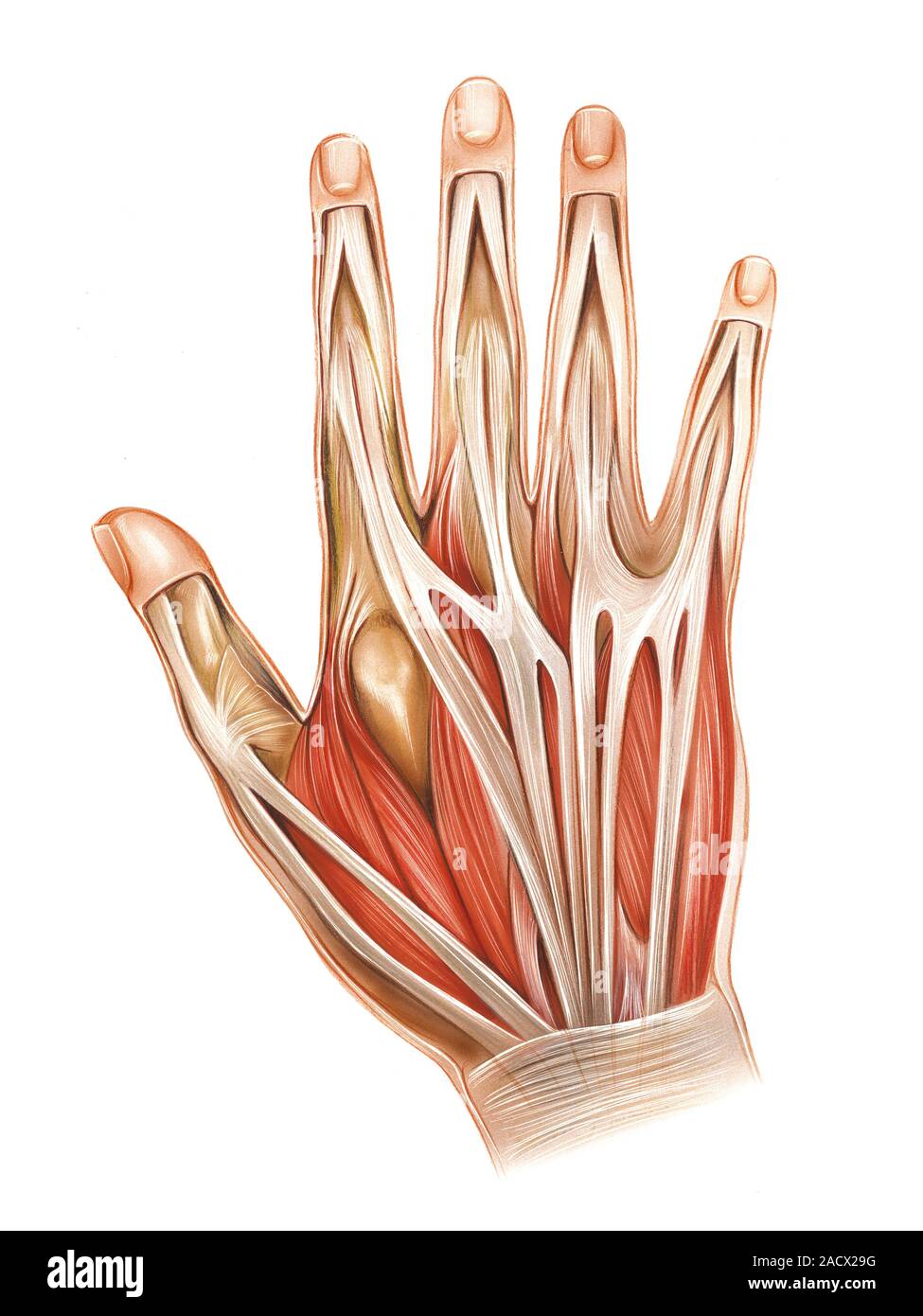 Illustration of the muscles of the hand. This is a dorsal superficial ...