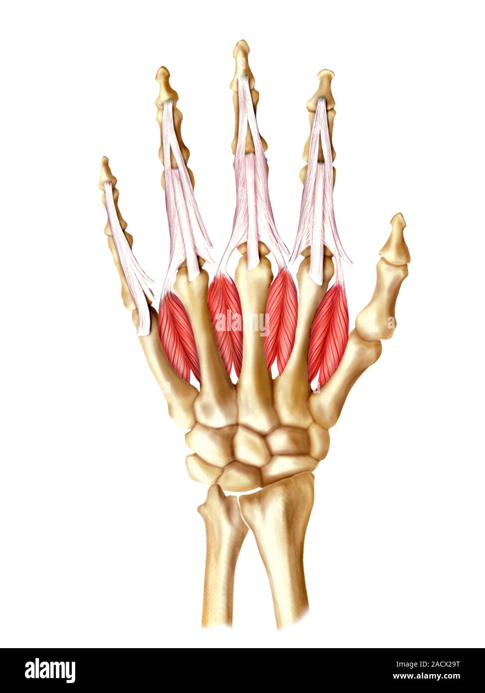 Illustration of the muscles of the hand. This is a dorsal view of the ...