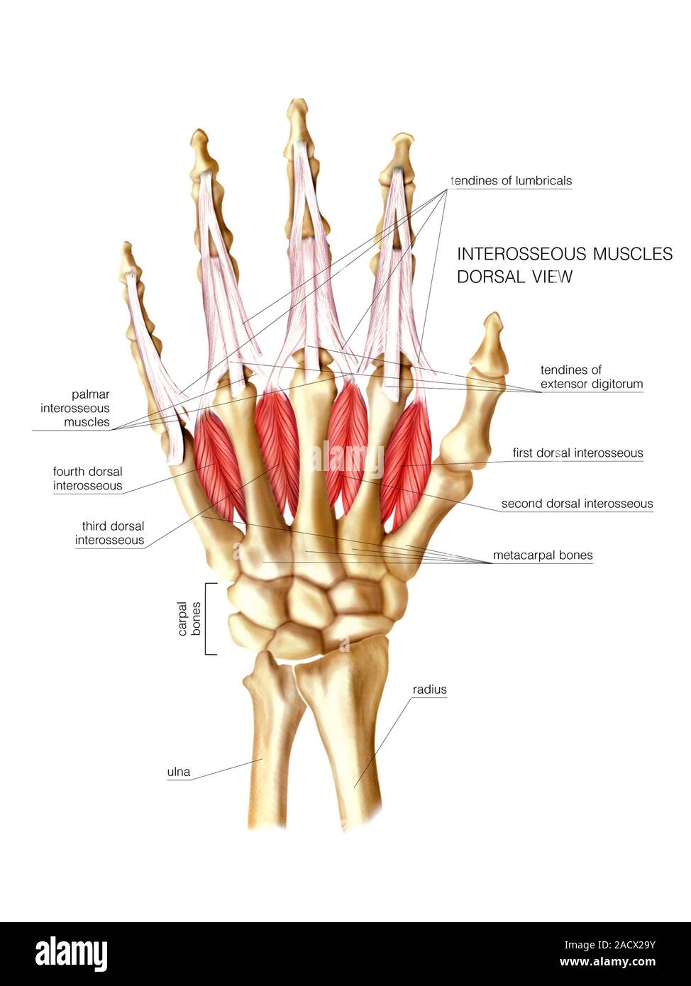 Illustration of the muscles of the hand. This is a dorsal view of the ...