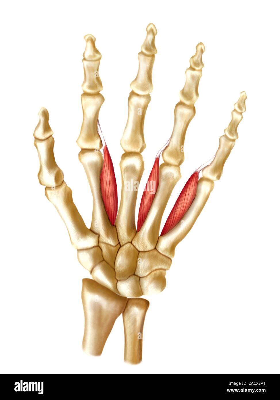 Illustration of the muscles of the hand. This is a palmar view of the ...