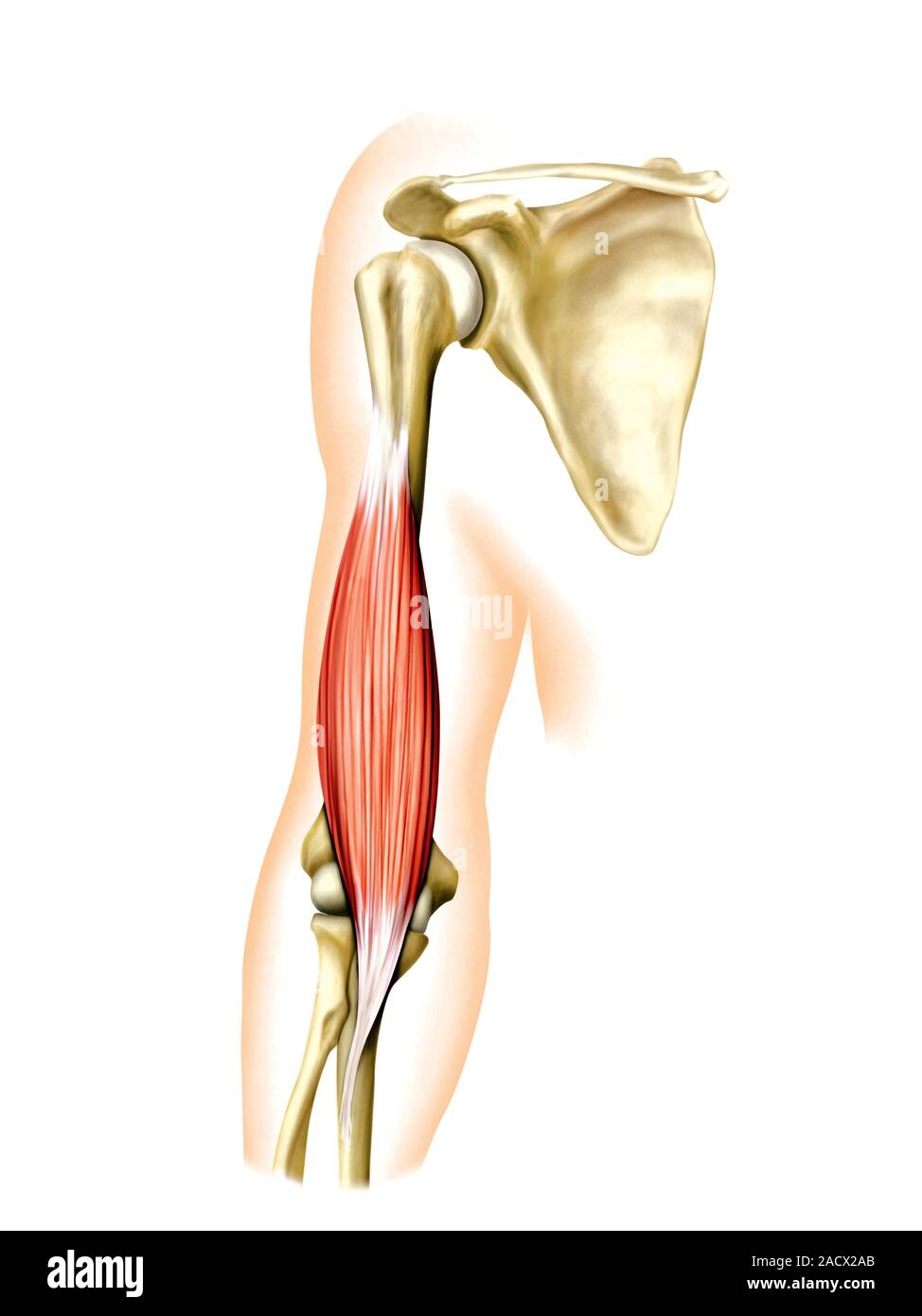 Illustration of muscles of the arm. This is an anterior view ...