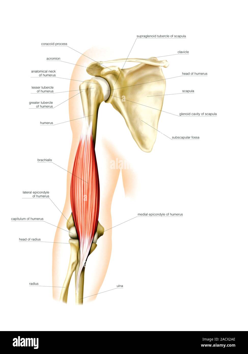 Illustration of muscles of the arm. This is an anterior view ...