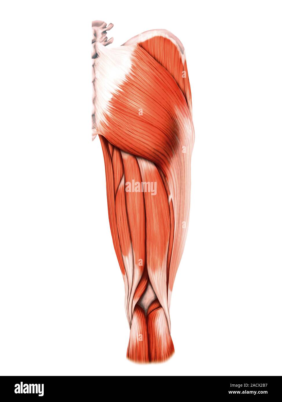Illustration of the muscles of the thigh. This is a posterior ...