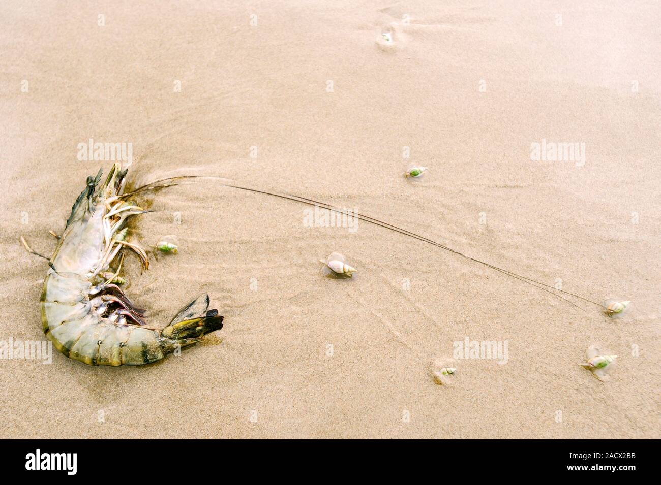 King prawn (Penaeus sp., left) and plough snails (bullia digitalis) on ...