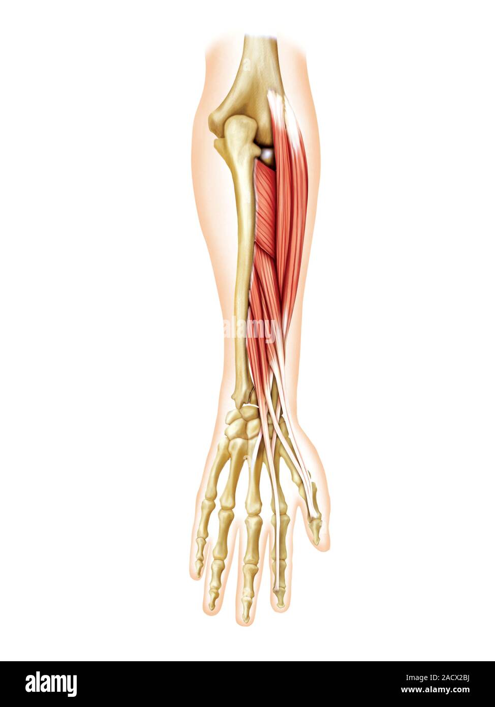 Illustration of the deep muscles of the forearm. This is a posterior ...