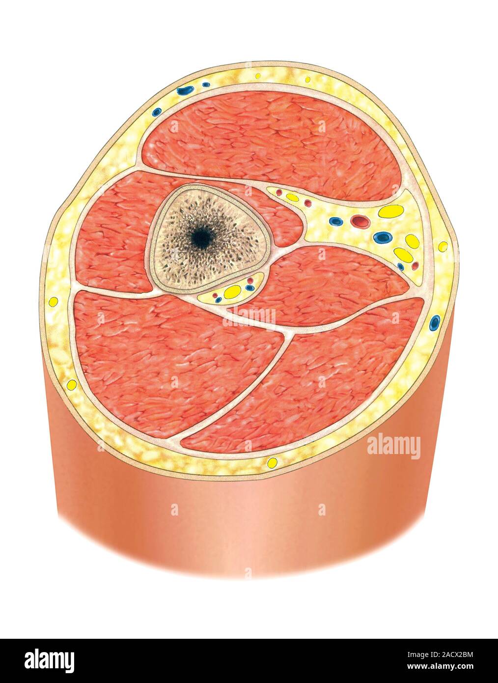 Illustration of cross-section of the. This is a cross-section cranial ...