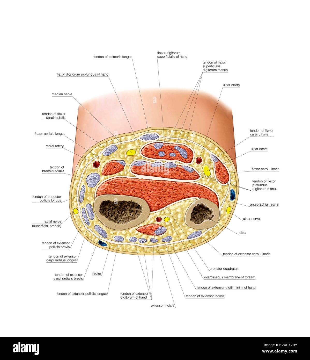 Illustration of a cross-section of the forearm. This is a cross-section ...