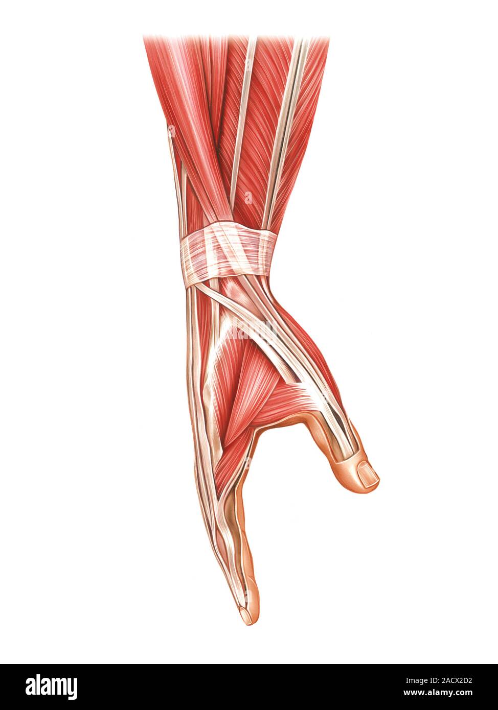 Illustration of the muscles of the forearm and hand. This is a lateral ...