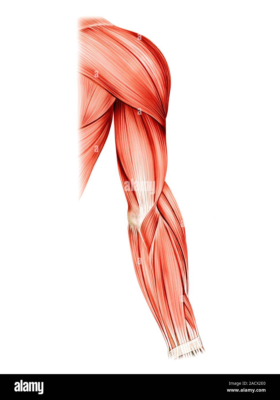 Illustration of the muscles of the right upper arm. This is a posterior ...