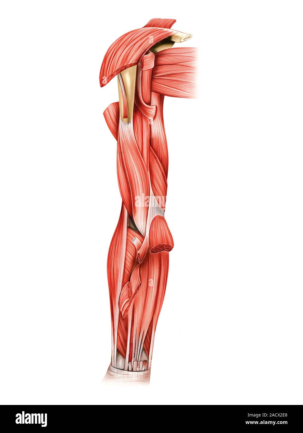 Illustration of the muscles of the right upper arm. This is an anterior ...