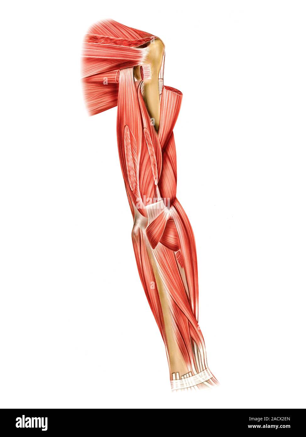 Illustration of the muscles of the right upper arm. This is a posterior ...