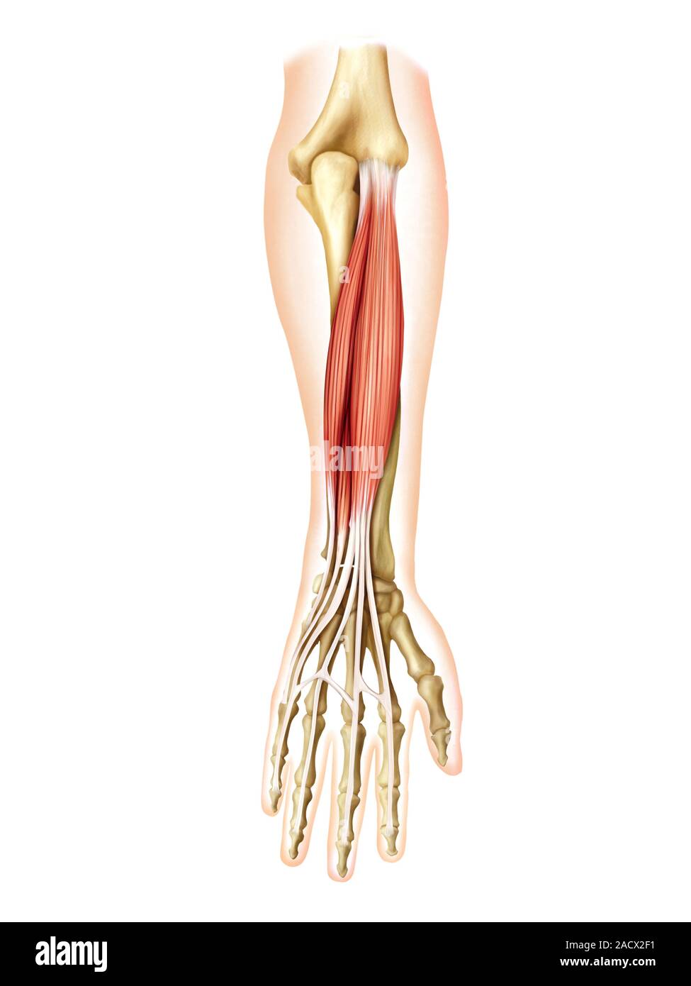 Illustration of the muscles of the forearm. This is a posterior view of ...