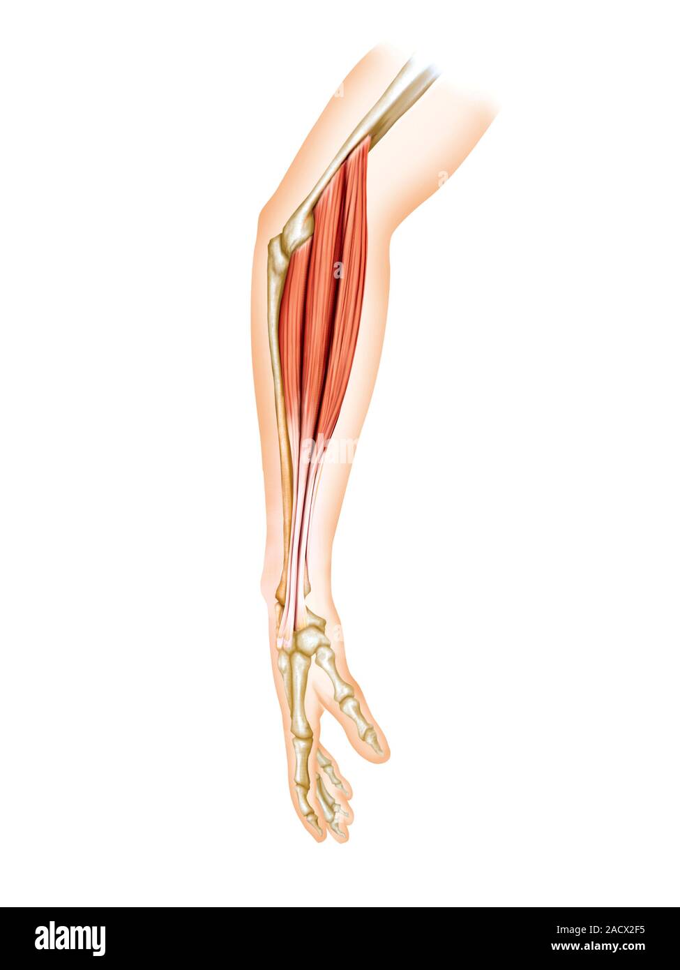 Illustration of a lateral superficial view of the muscles of the ...