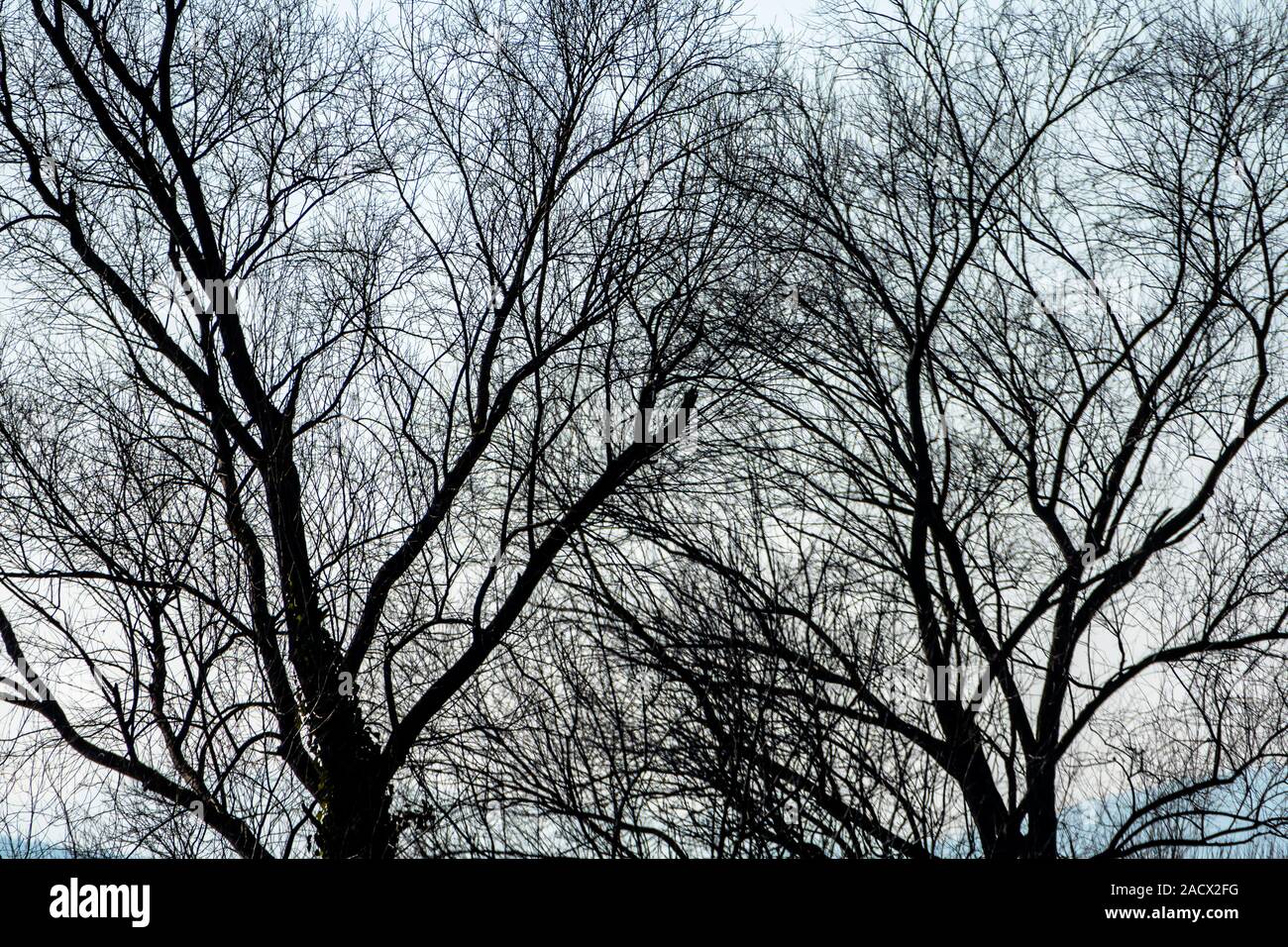 Autumn treetops hi-res stock photography and images - Alamy