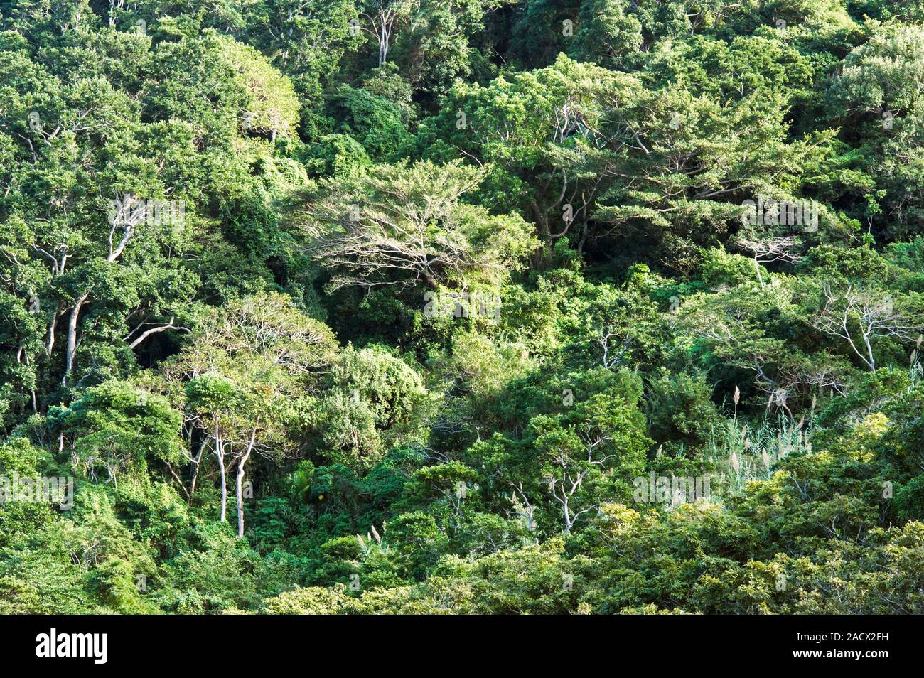 Coastal Forest. Photographed in the Silaka Nature Reserve, Eastern Cape ...