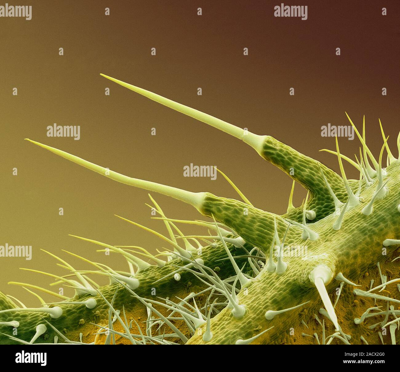 Stinging nettle (Urtica dioica) leaf, coloured scanning electron ...