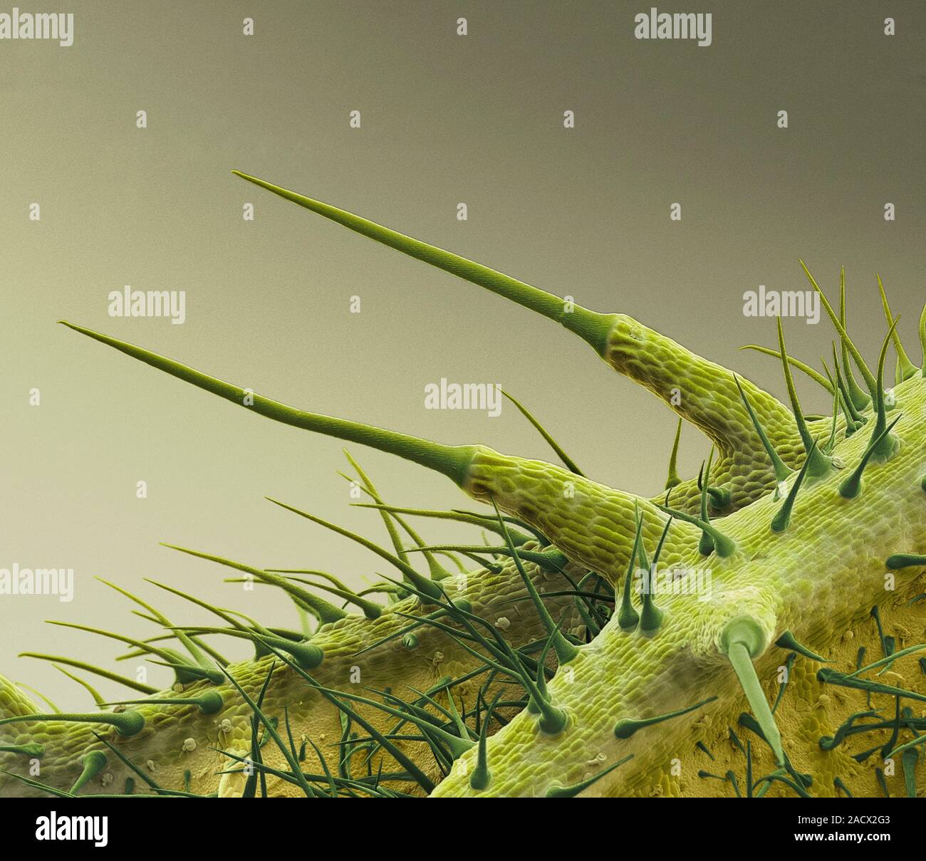 Stinging nettle (Urtica dioica) leaf, coloured scanning electron ...