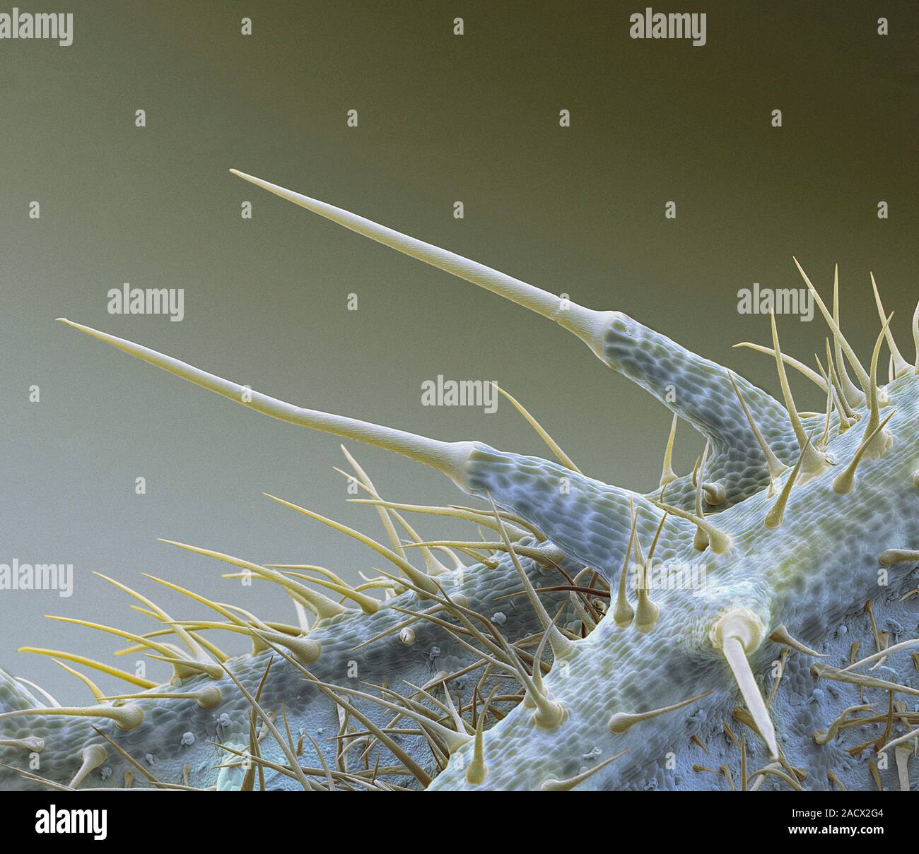 Stinging nettle (Urtica dioica) leaf, coloured scanning electron ...