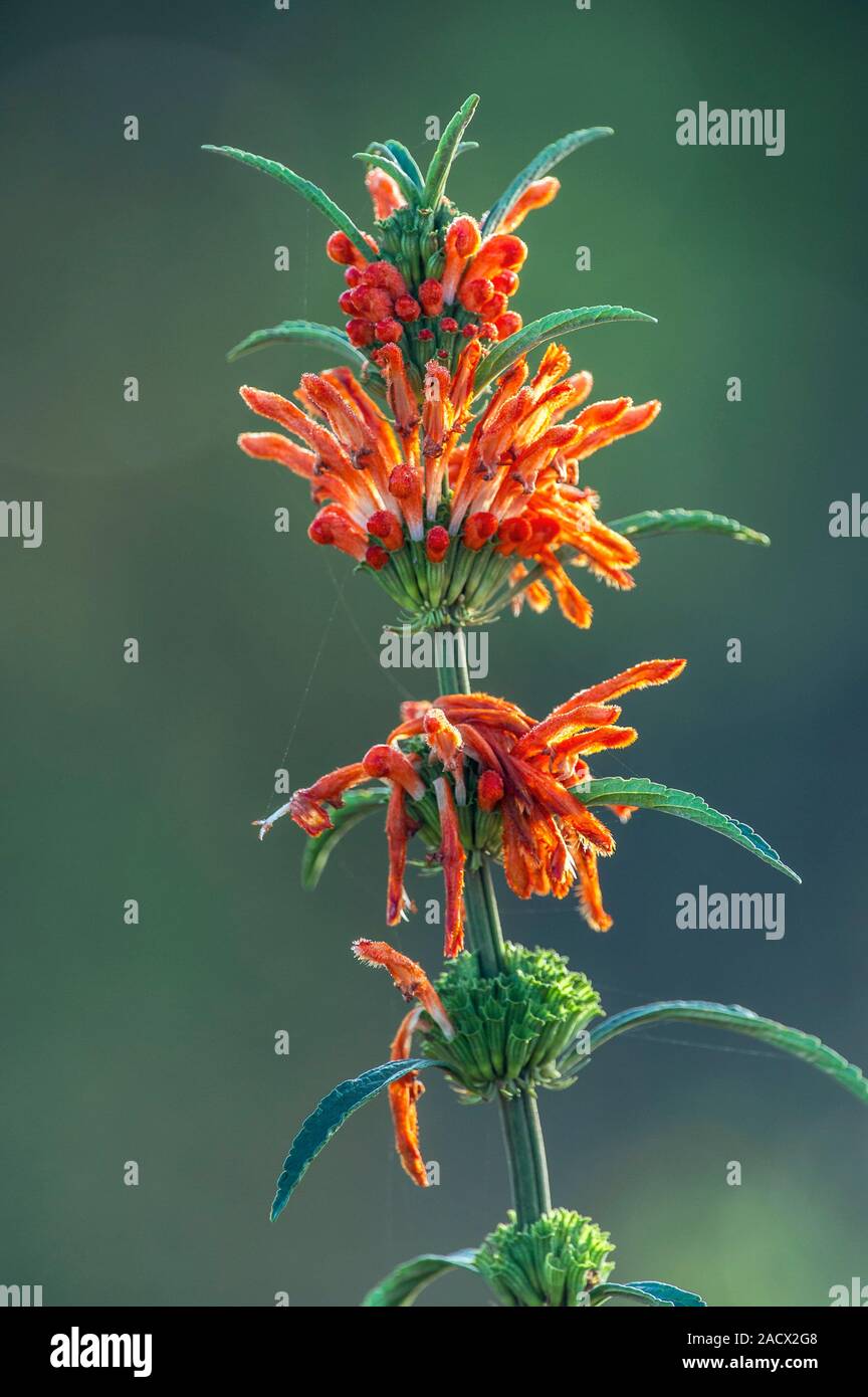 Wild dagga (Leonotis leonurus) flower, also known as lion's tail. It is ...