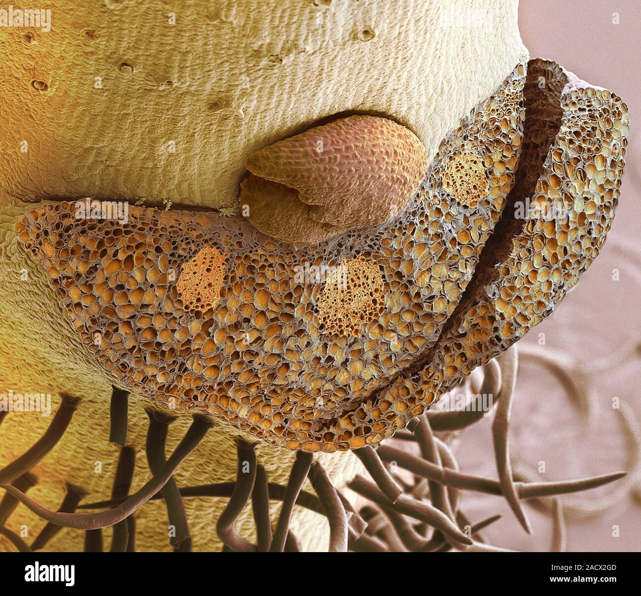 Plant stem. Coloured scanning electron micrograph (SEM) of a plant stem ...