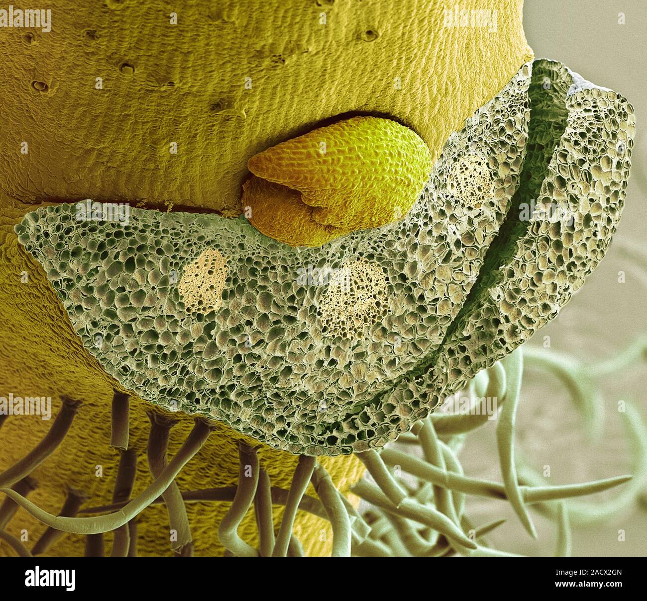 Plant stem. Coloured scanning electron micrograph (SEM) of a plant stem ...