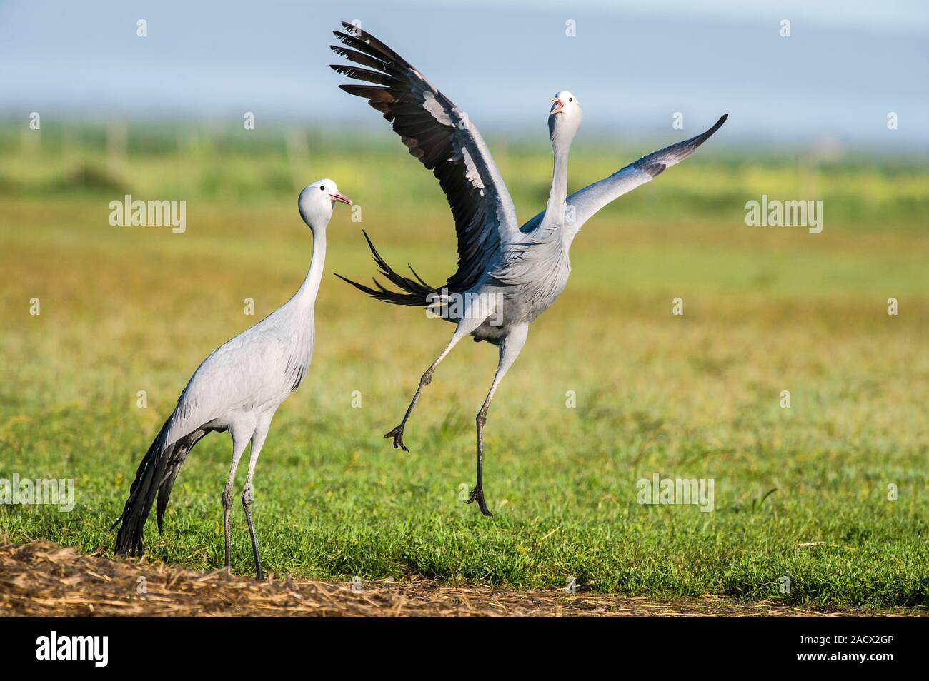 Pair of blue cranes (Anthropoides paradiseus), also known as the ...