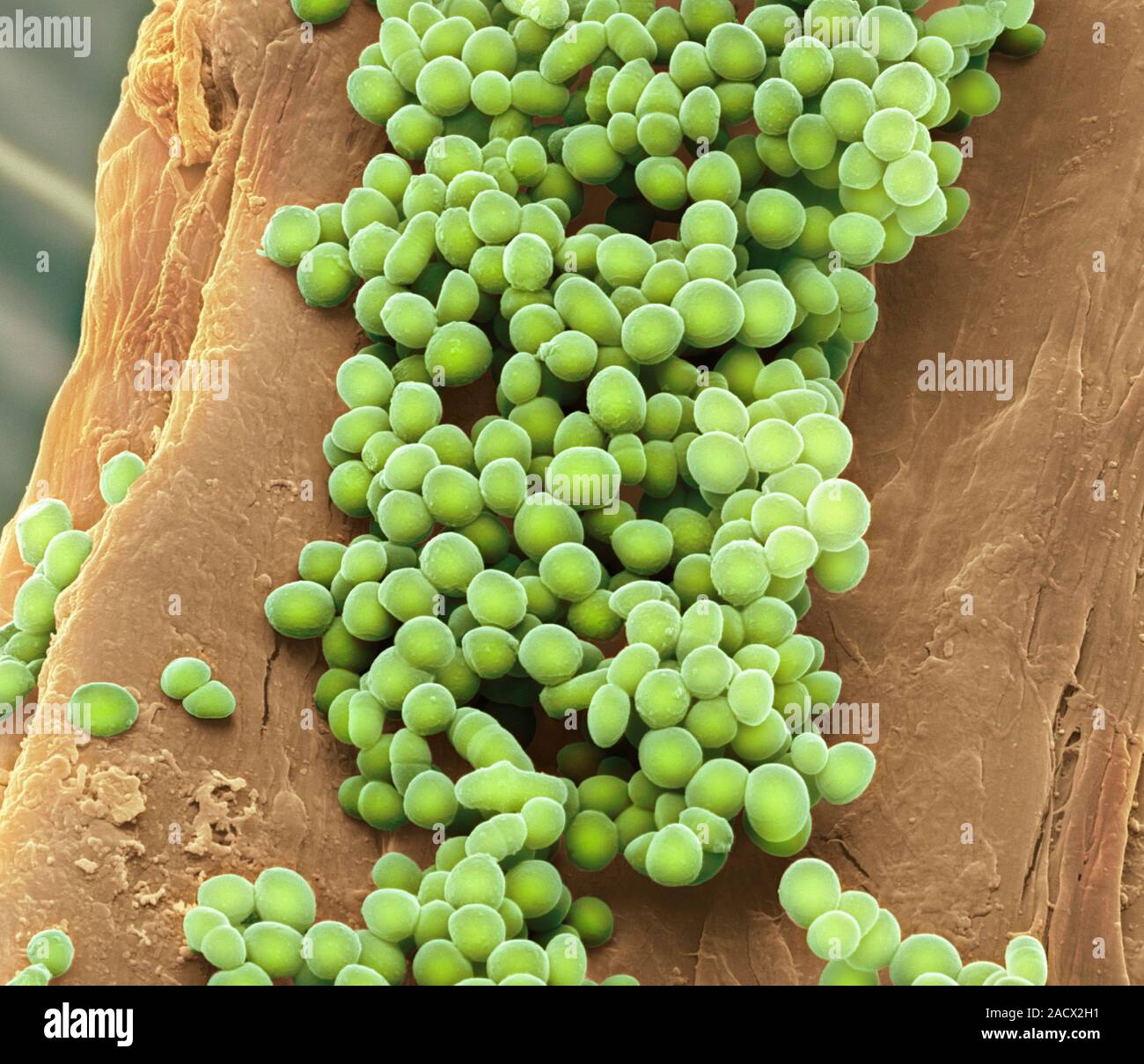 Lactococcus lactis bacteria,coloured scanning electron micrograph (SEM ...