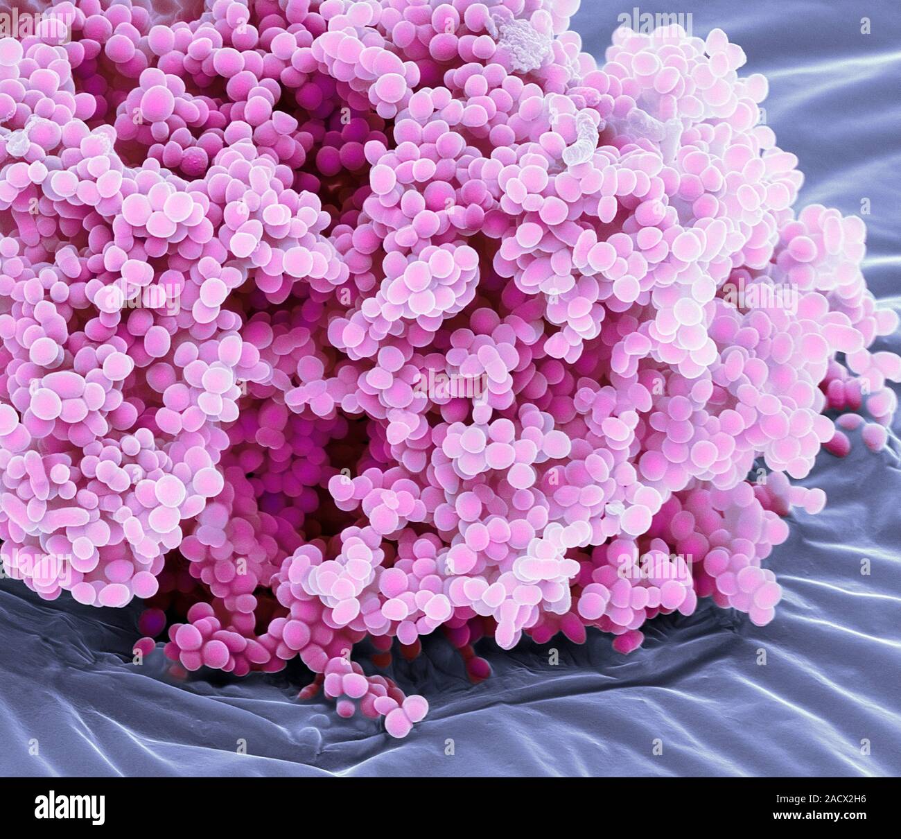 Lactococcus lactis bacteria,coloured scanning electron micrograph (SEM ...