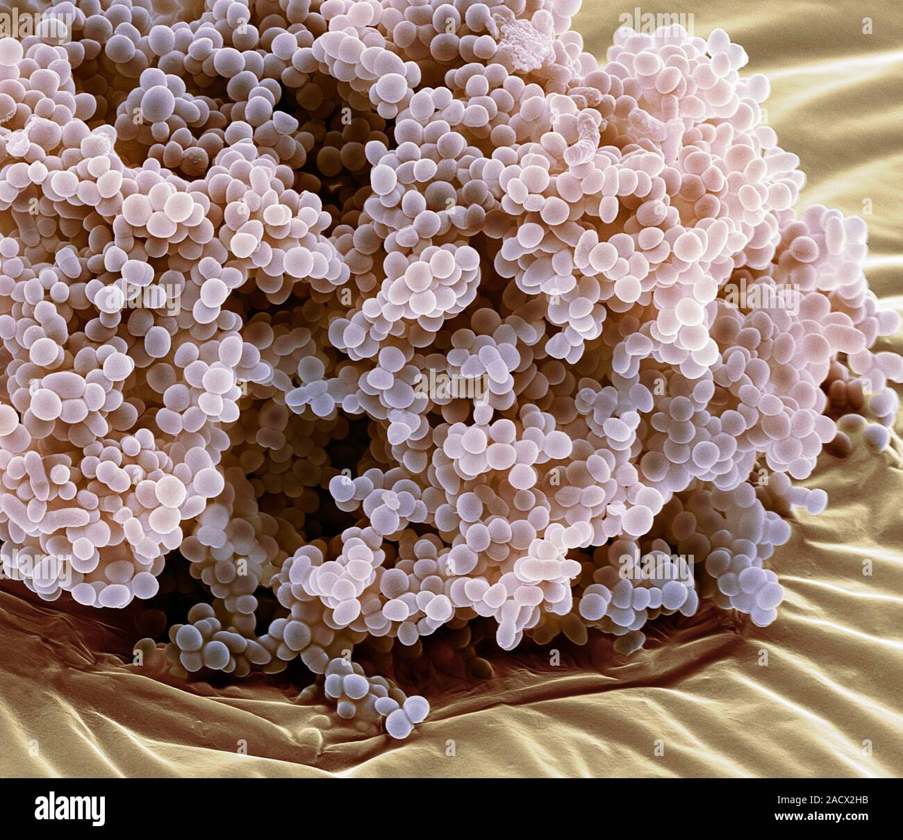 Lactococcus Lactis Bacteria Coloured Scanning Electron Micrograph Sem
