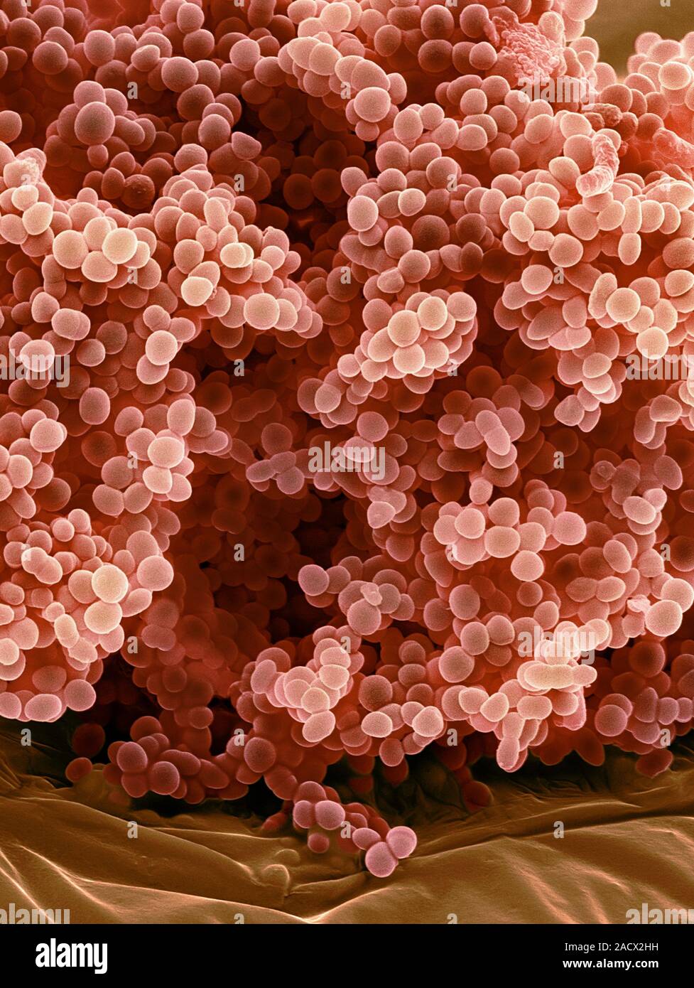 Lactococcus lactis bacteria,coloured scanning electron micrograph (SEM ...