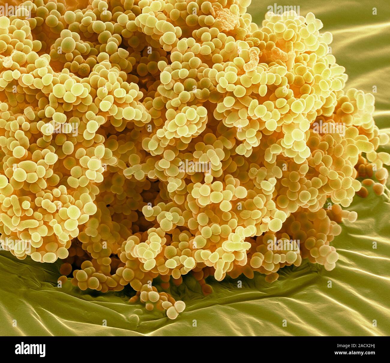 Lactococcus lactis bacteria,coloured scanning electron micrograph (SEM ...