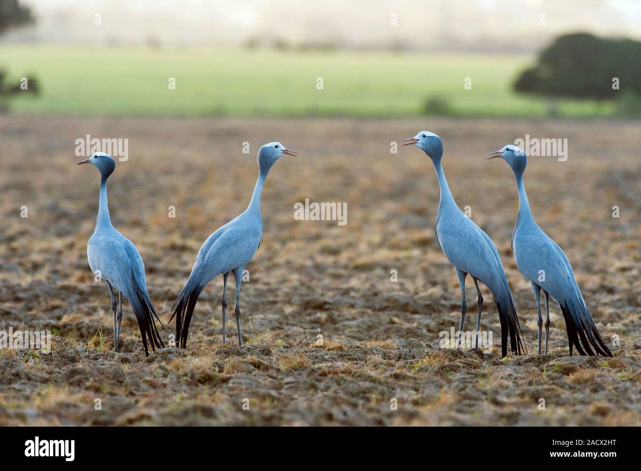 Blue cranes (Anthropoides paradiseus), also known as the paradise crane ...