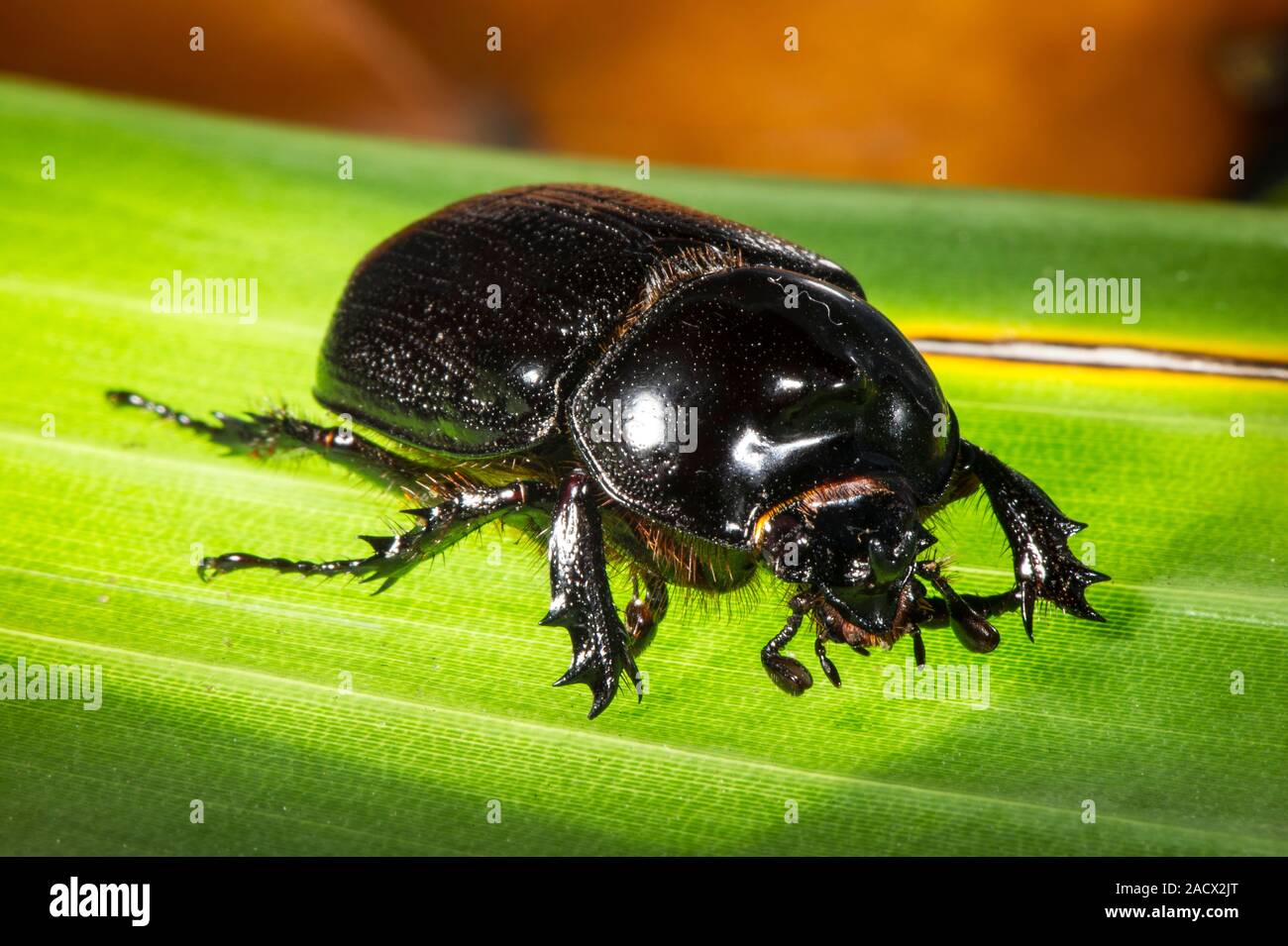 Rhinoceros beetle (Subfamily Dynastidae). Photographed in Pondoland ...