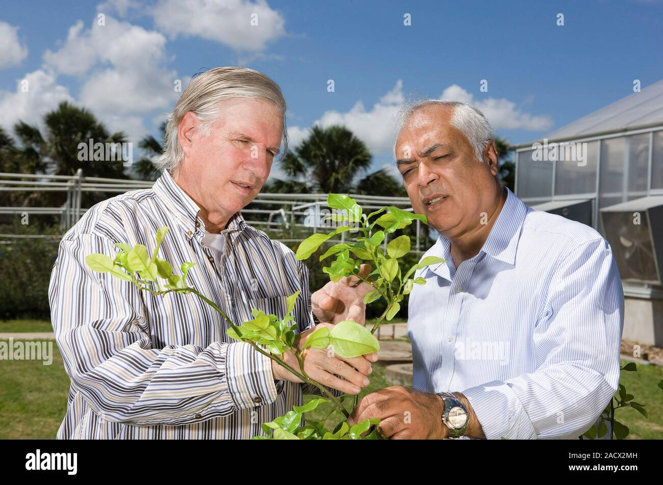 Citrus greening disease research. Entomologist (left) and plant ...