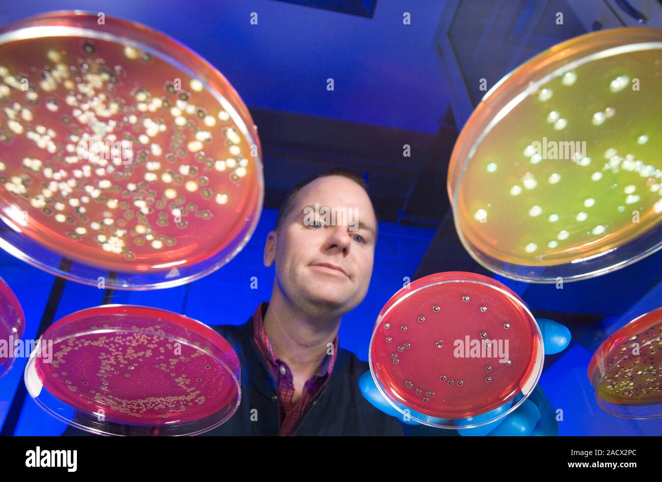 Salmonella bacteria research. Microbiologist analysing petri dish ...