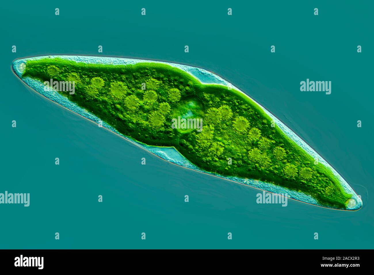 Differential interference light micrograph of Closterium lunula, a type ...