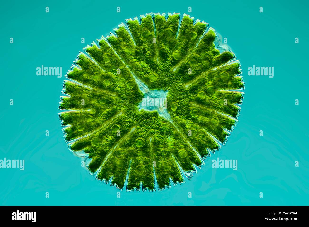 Differential interference contrast light micrograph of a micrasterias ...