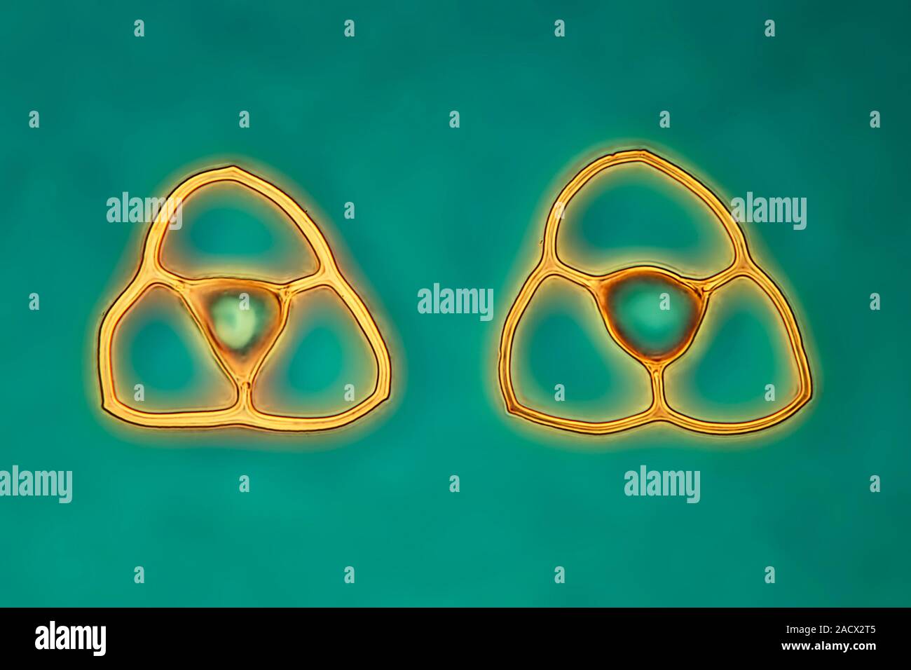 Interphase contrast light micrograph of silicoflagellates (Dictyocha sp ...