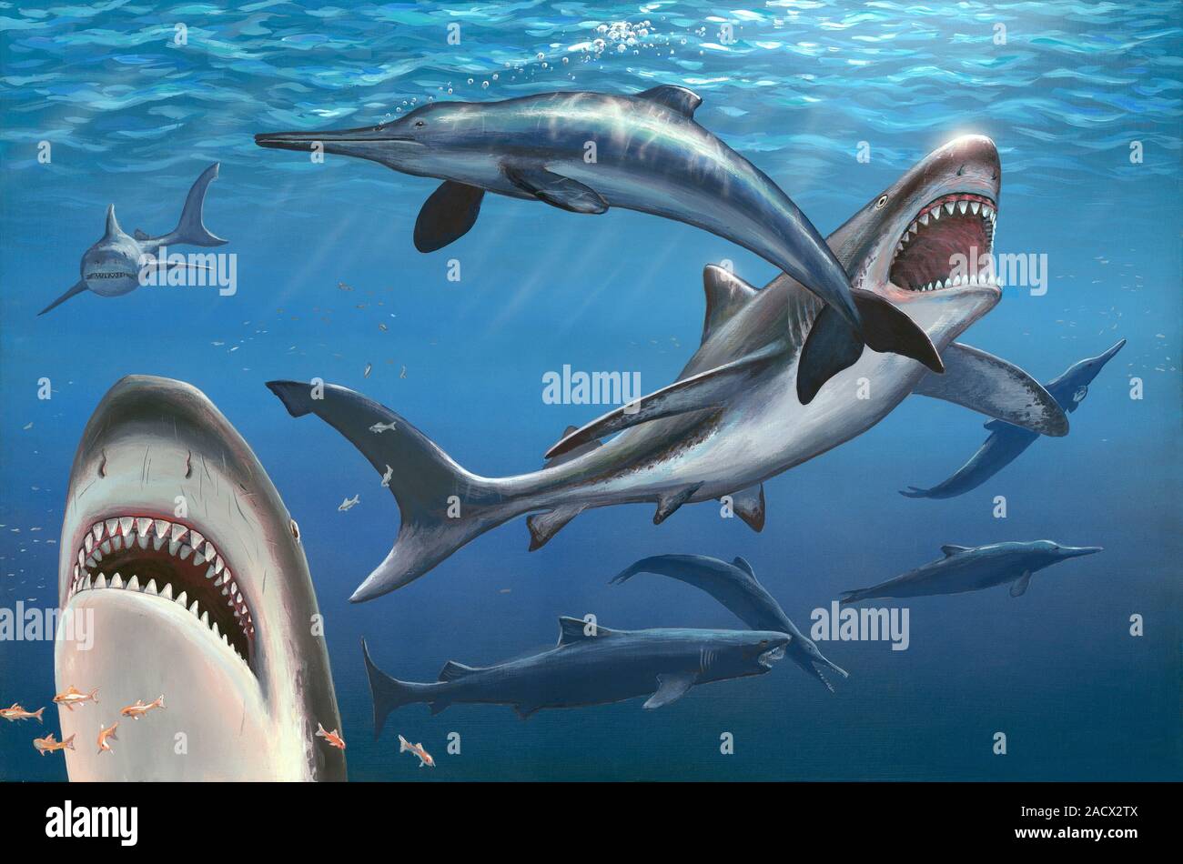 Megalodon shark. Artwork of a megalodon shark (Carcharodon megalodon ...