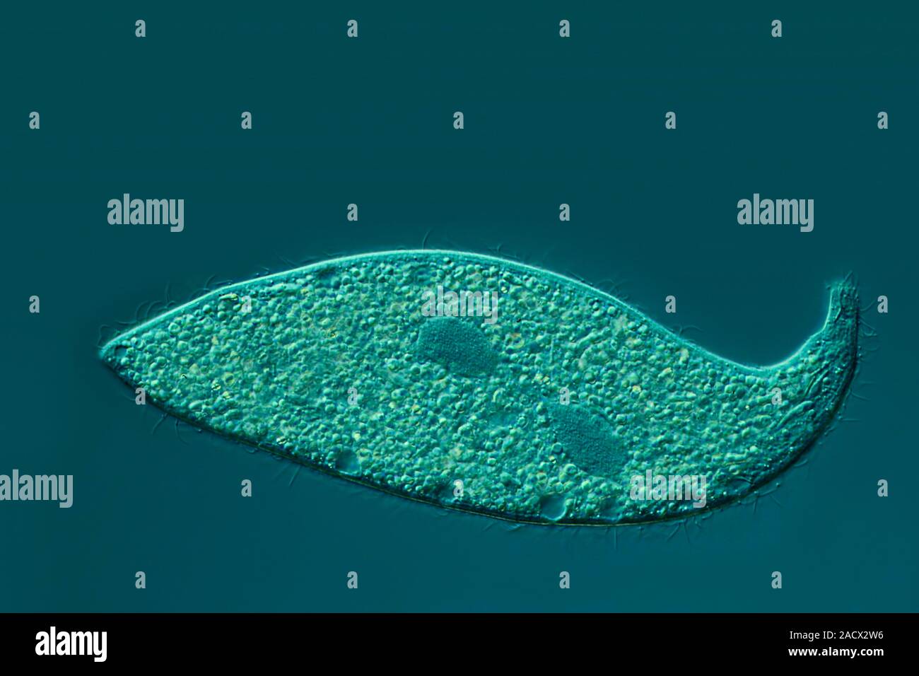 Differential interference light micrograph of a ciliate protozoan. This ...