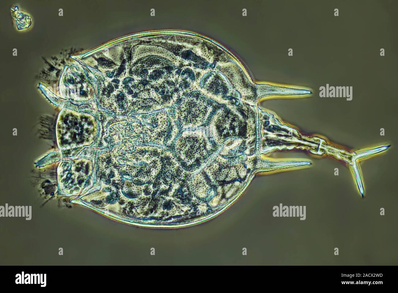 Phase contrast light micrograph of a freshwater rotifer. Rotifers are ...