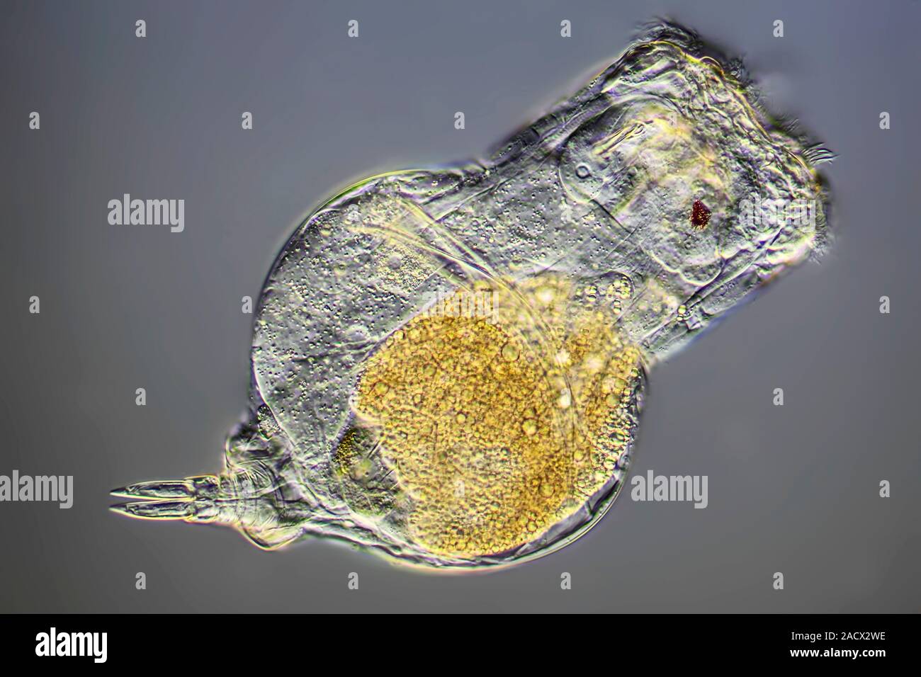 Phase contrast light micrograph of a freshwater rotifer. Rotifers are ...