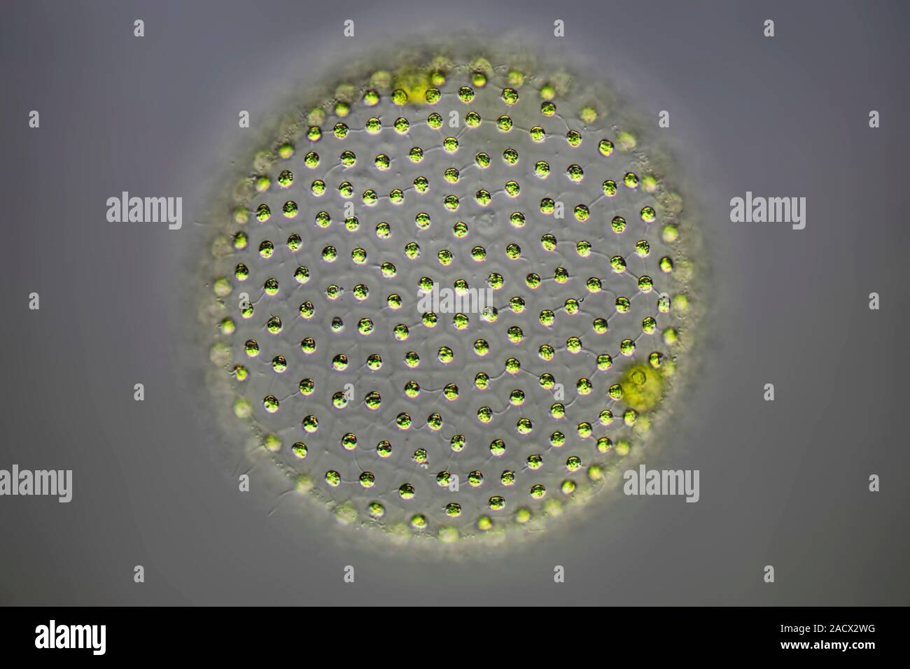 Differential interference contrast light micrograph of a volvox sp ...
