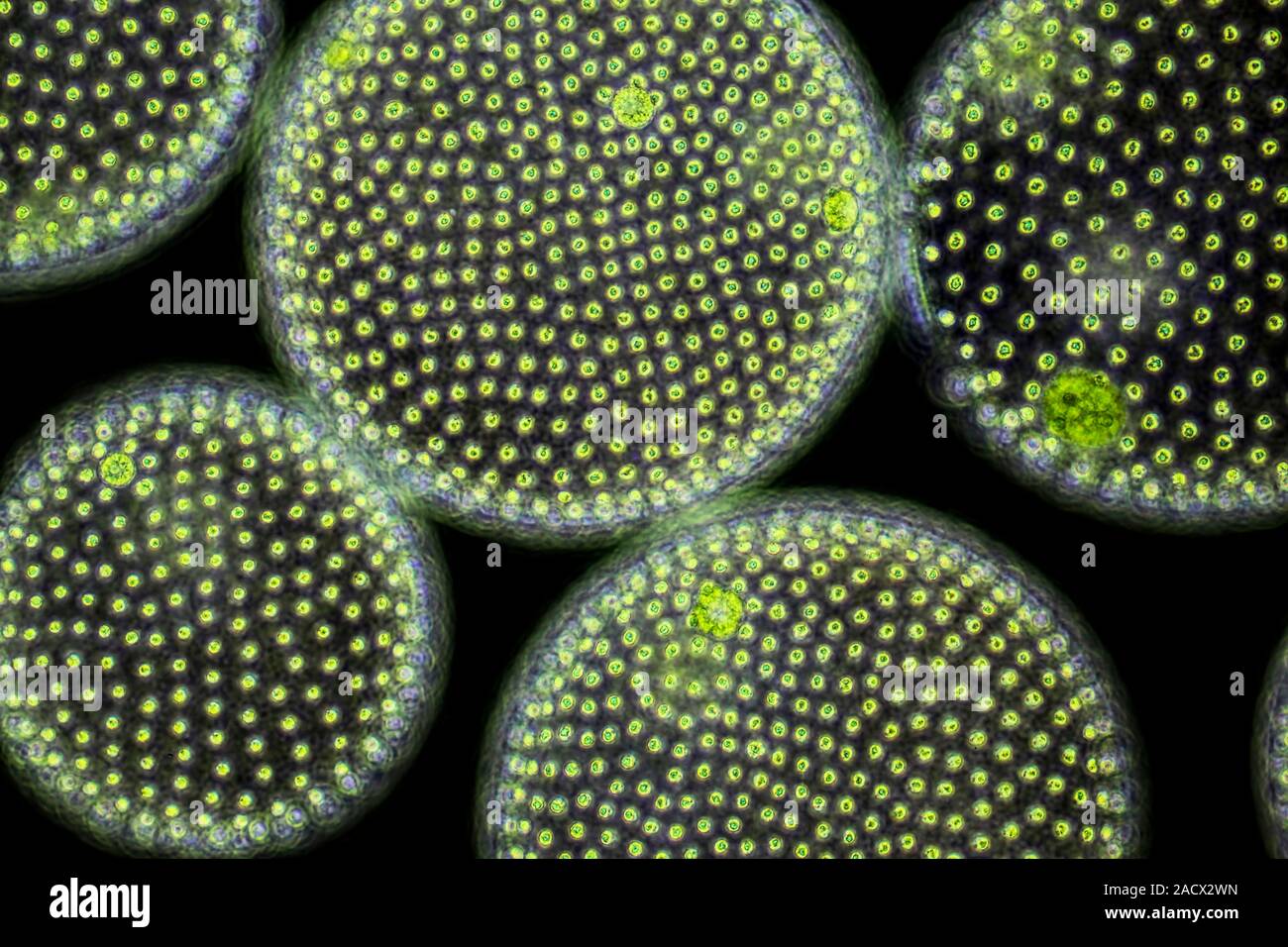 Dark field light micrograph of volvox sp. colonies. Volvox are small ...