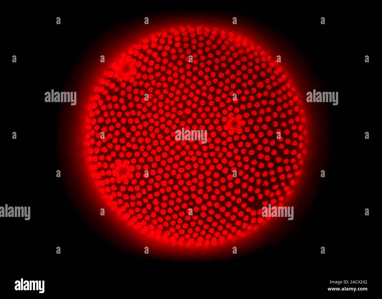 Fluorescence light micrograph of a volvox sp. colony. Volvox are small ...